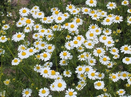 Farmacia Domnului: Musetel