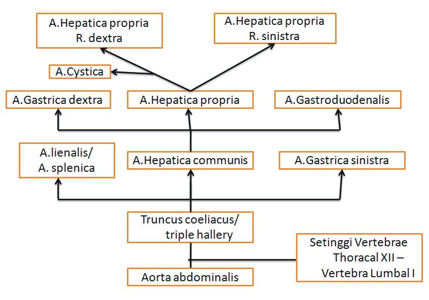 .: Medicina Islamica :.: Anatomi - Fisiologi Apparatus Biliaris