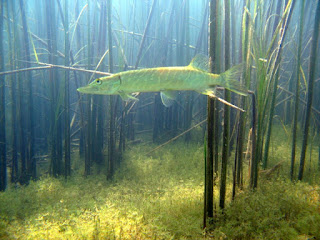 Tuukri Blog: Litsentseeritud tuuker