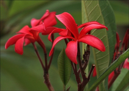 Ini Ia 4 Jenis Bunga Cempaka Yang Cukup Terkenal Di Indonesia - Lim ...