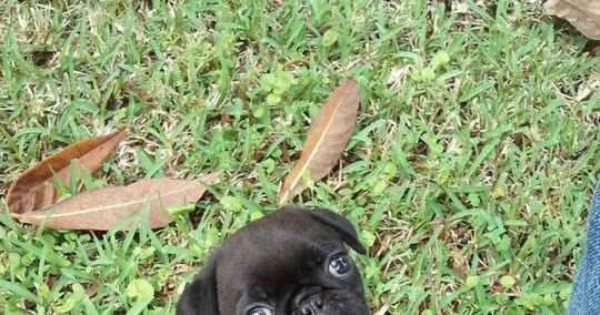 The Good, The Bad & The Pugly of Owning a Pug