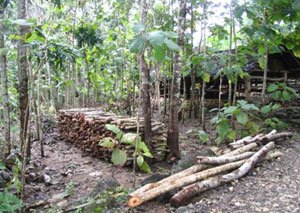 Jenis dan Fungsi hutan | Kehutanan