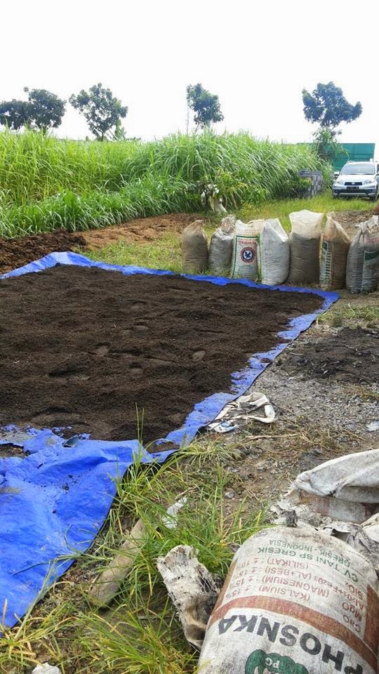 Peternakan Lautan Sapi: PENGOLAHAN PUPUK KANDANG