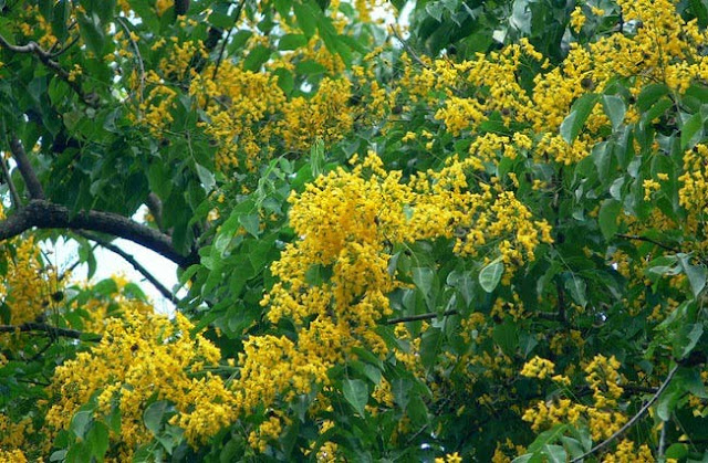 Resep Kesehatan dari Bunda: Angsana Bisa Digunakan Sebagai Obat Alami ...