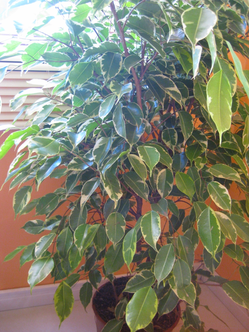 Ficus, como cuidar