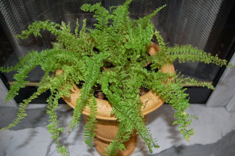 The Indoor Garden: The Fluffy Ruffles fern