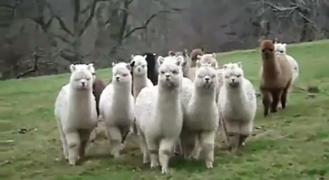 PostilLohnerhöhung: Interview mit einem Lama