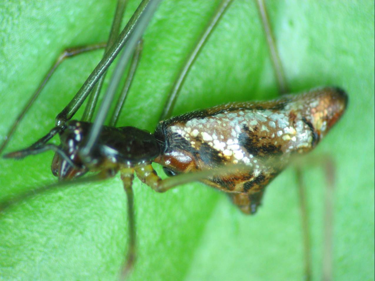 Cob Web Spiders of India