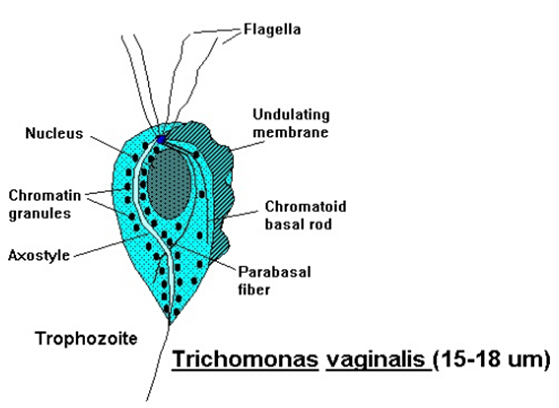 PARASITOLOGIA: Características genotípicas, tipo de ácidos nucléicos ...