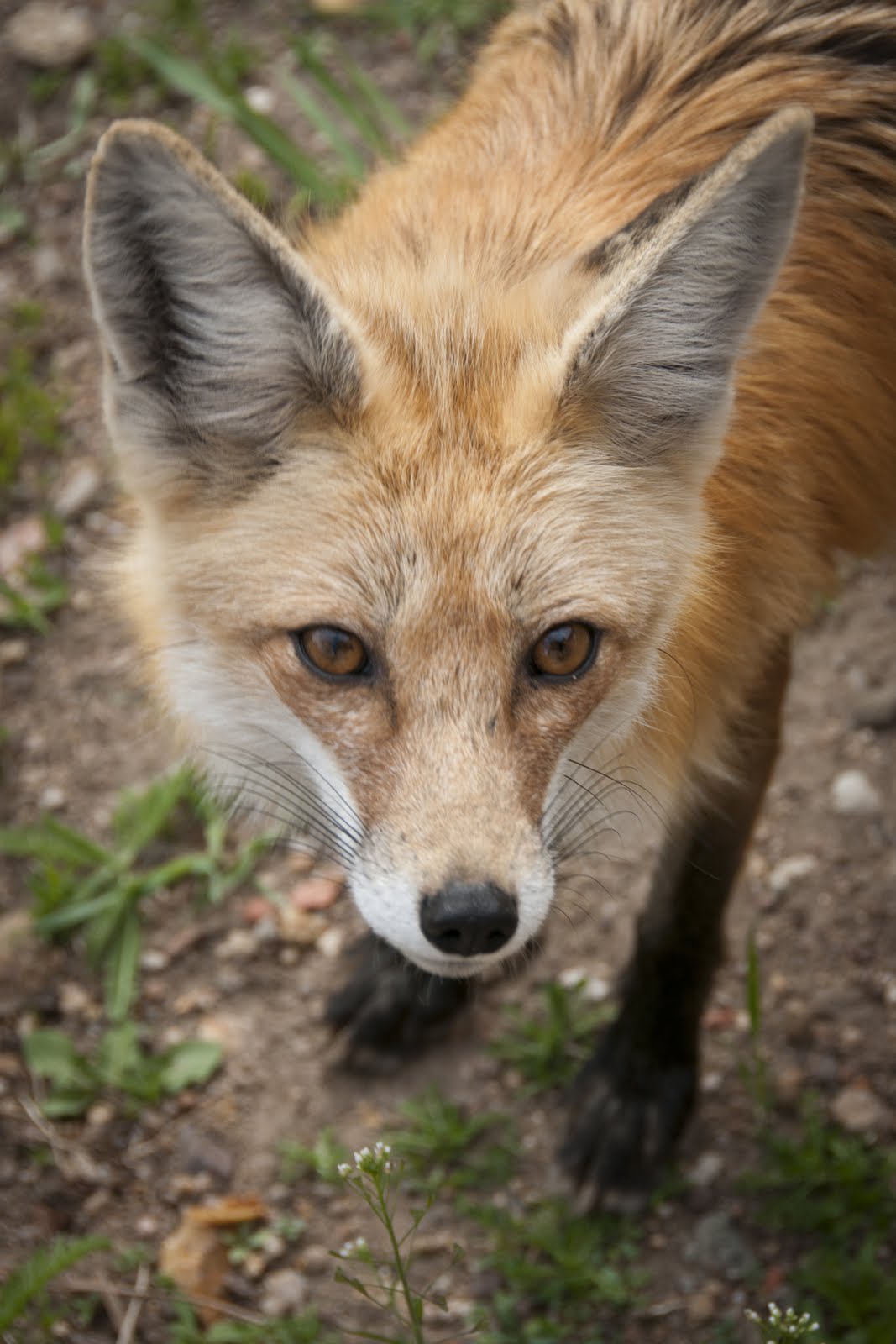 COURTENAY GILBERT photography: Colorado 2011 Part 3 - The Fox