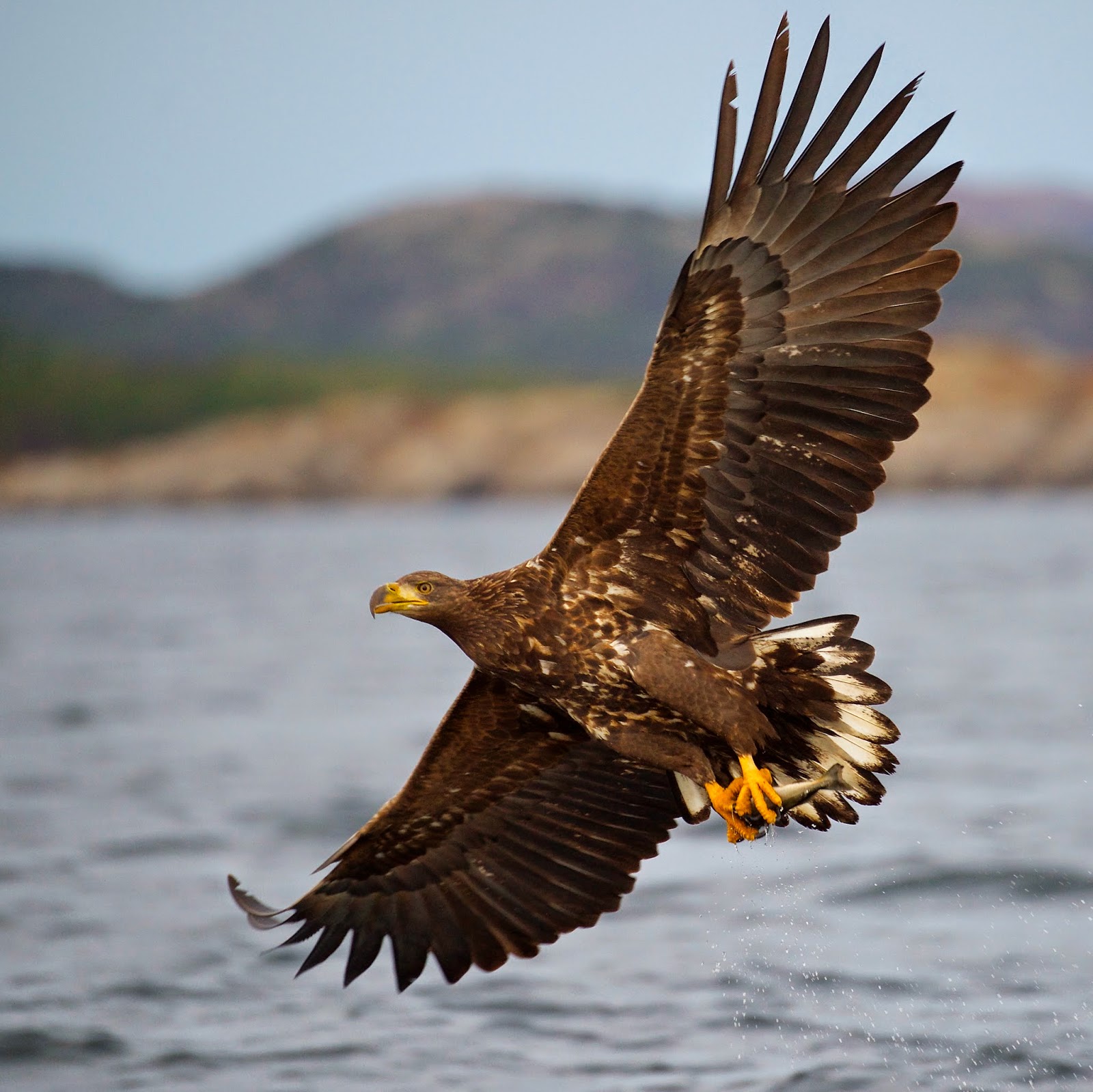 Naturfoto Einar Hugnes: Havørner på nært hold i Flatanger