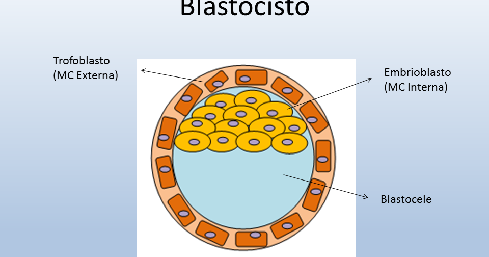 Ontogénesis del sistema nervioso- 9135