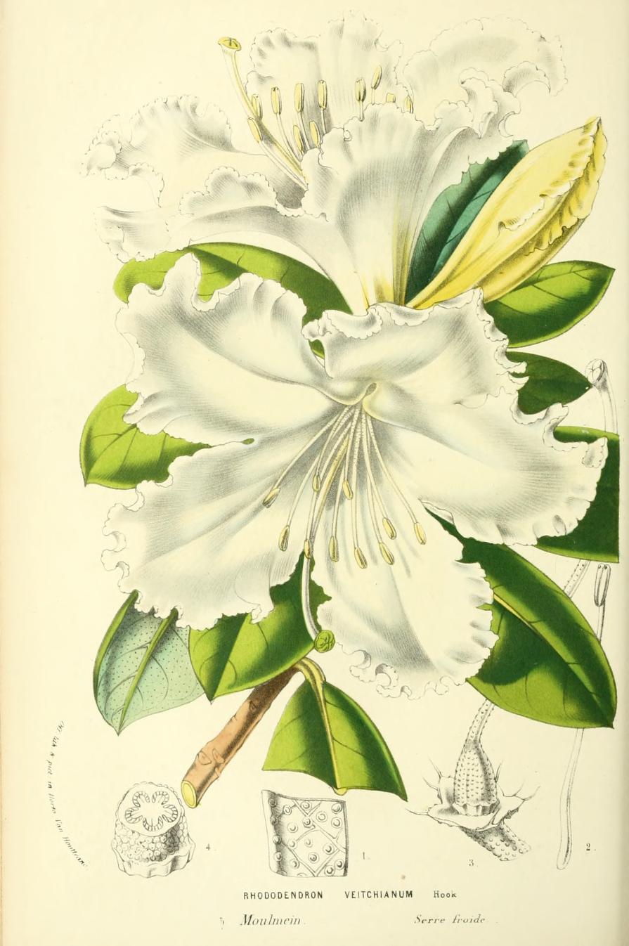 Botanical Art Study: Free Botanical illustration Books