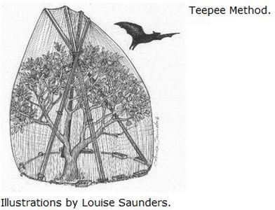 Netting | Fruit tree