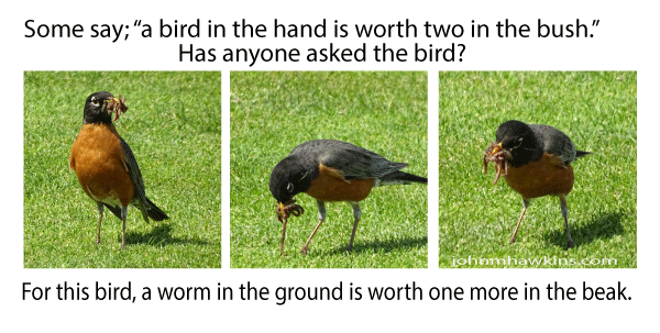 John M Hawkins A Bird s Perspective On A Bird In The Hand Is Worth Two In The Bush john-m-hawkins-a-bird-s-perspective-on-a-bird-in-the-hand-is-worth-two-in-the-bush
