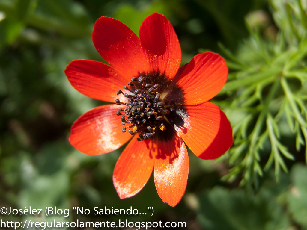 Adonis annua (Adonis, gota de sangre, ojo de perdiz)