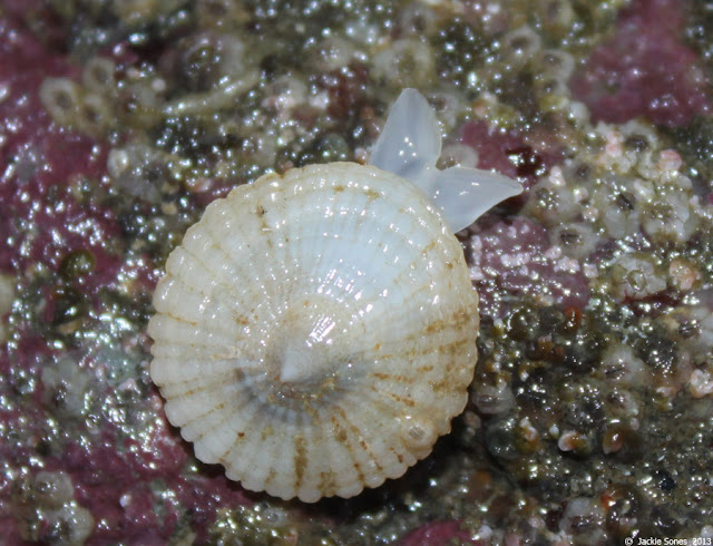 The Natural History of Bodega Head: Out for a stroll
