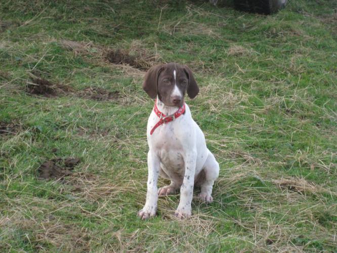 Puppy 88 Pictures Information