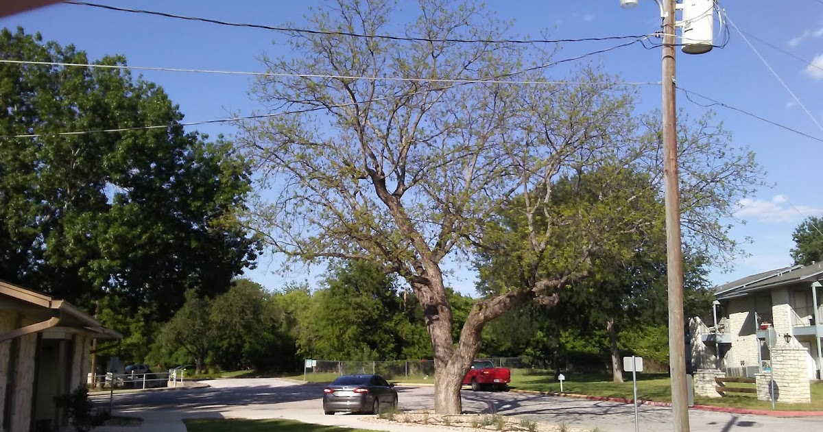 Renee Alter's Atmosphere: Late Bloomer