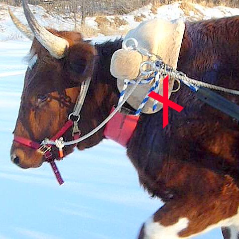 storybrookeripples: ox and dog blog: To Make a Single Ox Yoke, Part 10