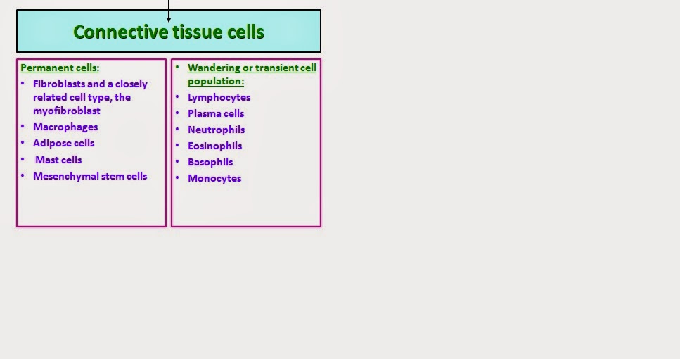 easyhumanatomy: Connective tissue composition: easy brief explaination