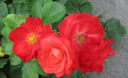 musings n waffle: 2013