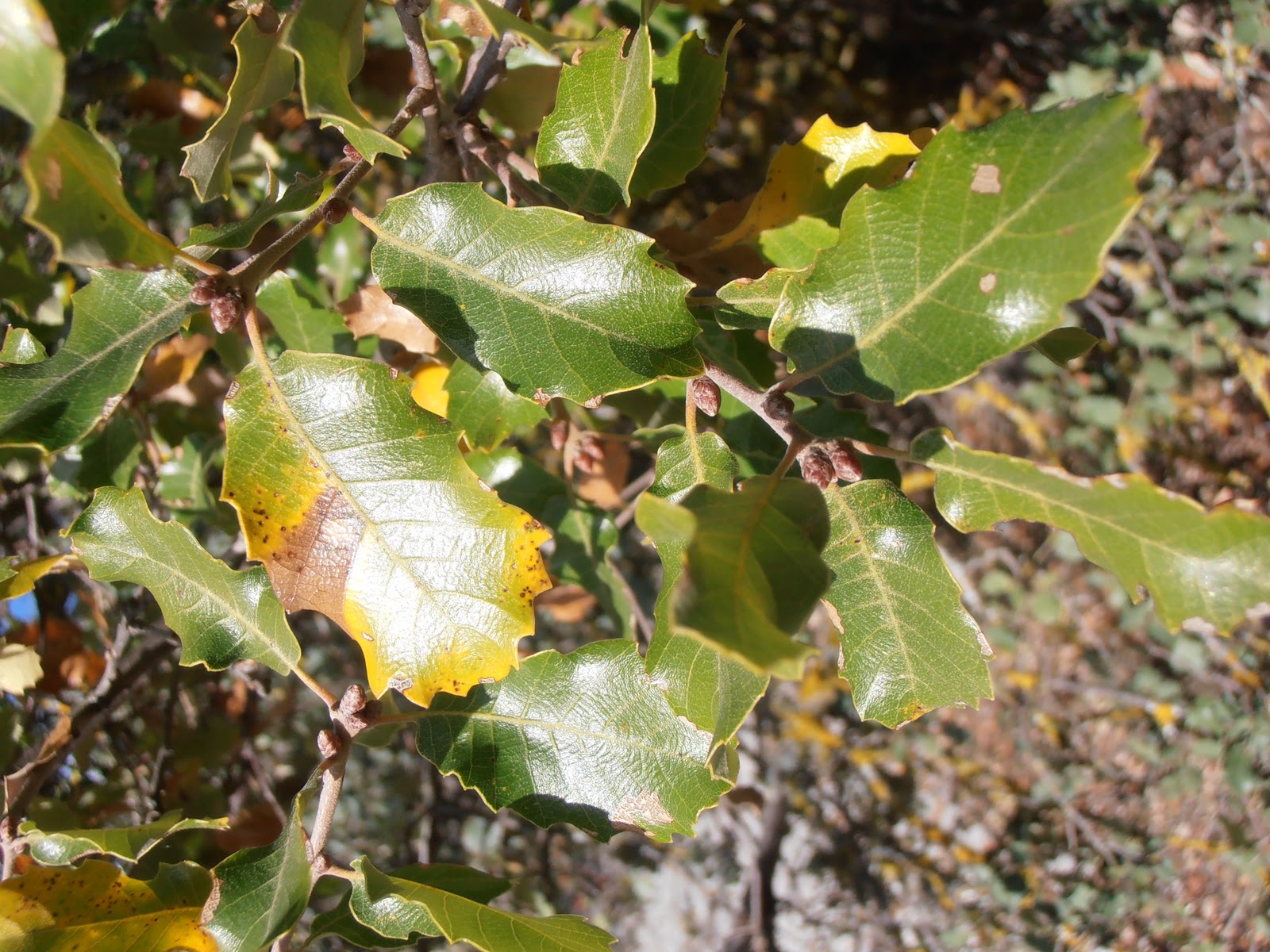 Entre plantas y bichos: Quercus faginea (quejigo)
