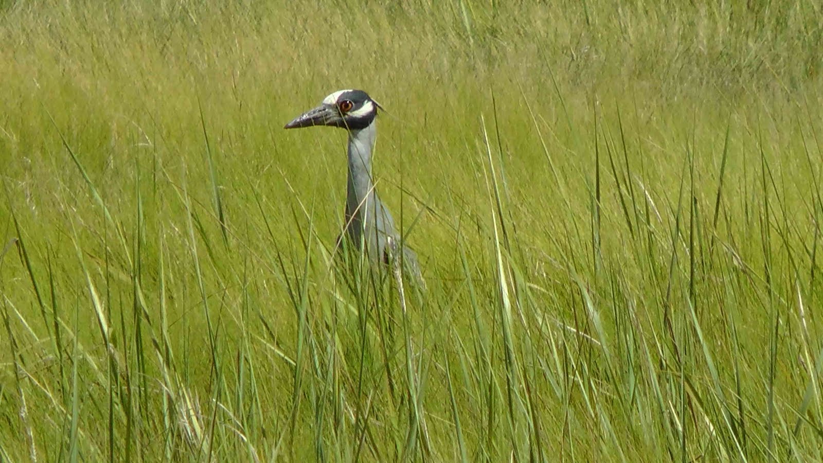 LATITUDES' JOURNEY: Tangier