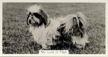 SHIH TZU SOCIAL CLUBE: MAIS SOBRE SHIH-TZUS E SUAS ORIGENS