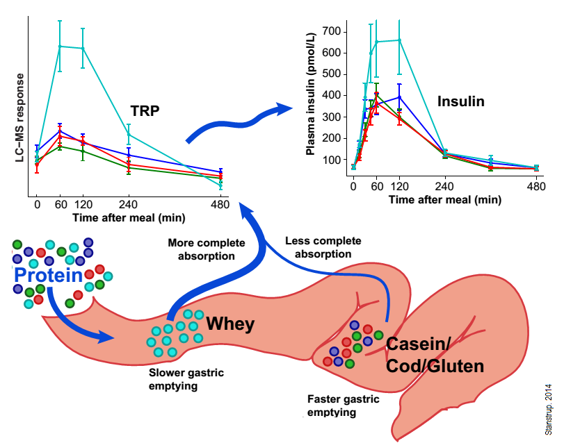 New Insights Into the Difference Between Whey, Casein, Cod & Wheat ...