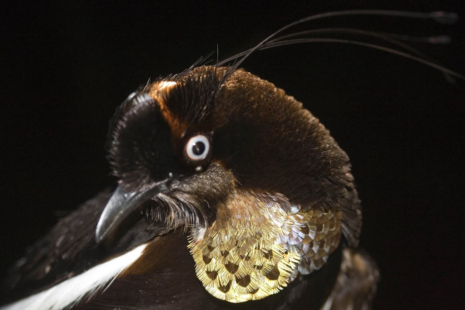 Species New to Science: [Ornithology • 2017] Taxonomic Status of ...