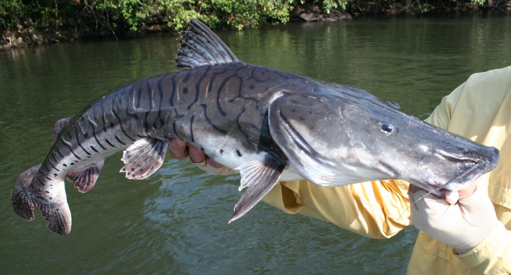 Amilton e Diego - Dicas De Pesca: Cachara / Stripped Catfish ...