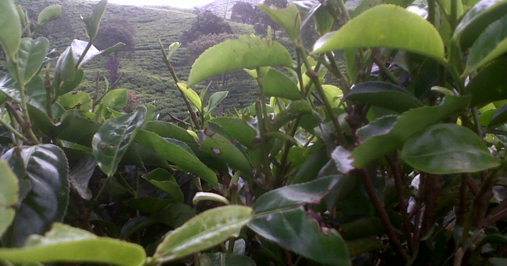 BUDIDAYA TANAMAN TEH