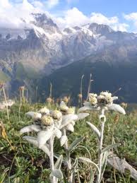 TUMBUHAN BUNGA: manfaat bunga edelweis