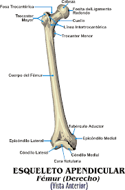 ANATOMIA
