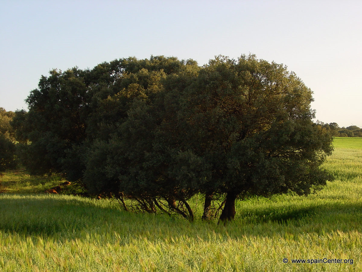 Patrimonio Serrania: La encina