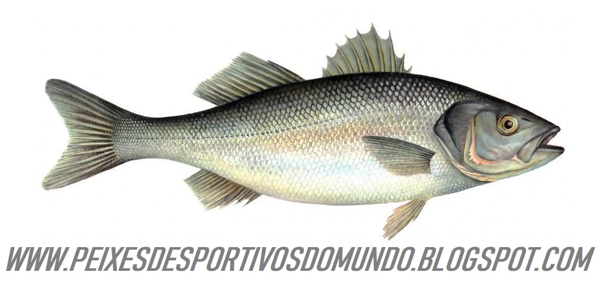 PEIXES DESPORTIVOS DO MUNDO: O ROBALO - Dicentrarchus labrax (Linnaeus ...