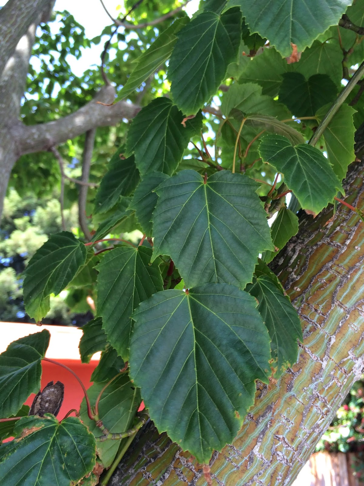 Trees of Santa Cruz County: Acer capillipes - Snake Bark Maple