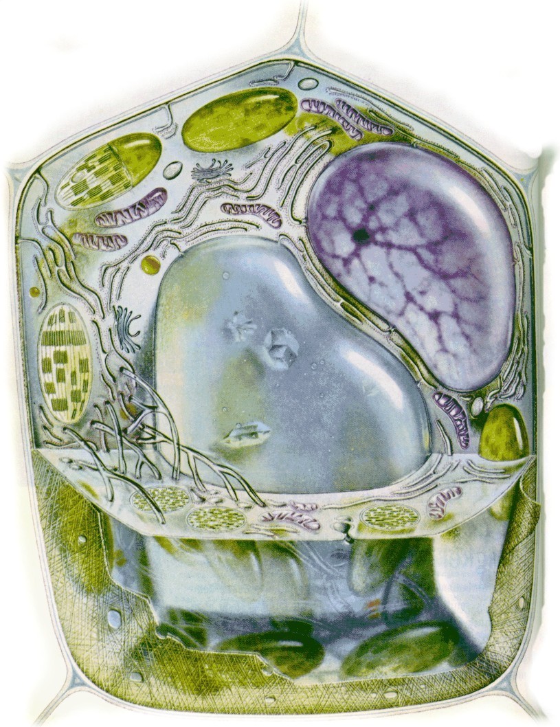 Mengenal Apa Itu Sel | My live My adventure