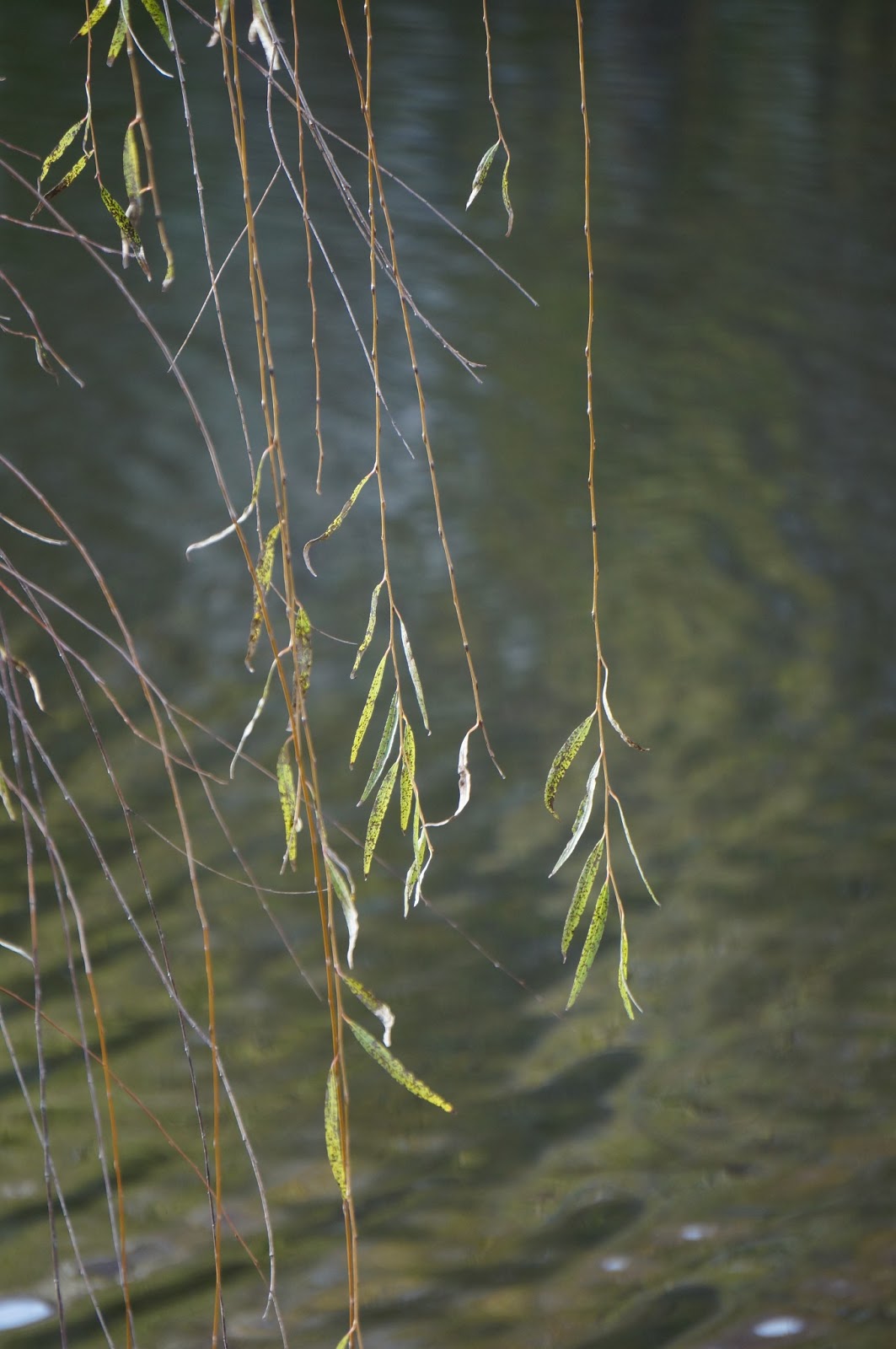 Robbin Neff Photography