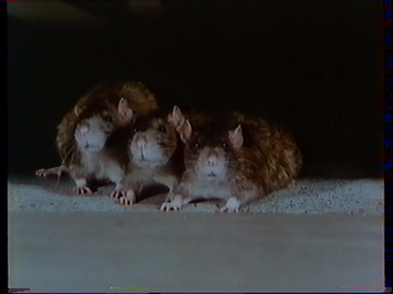 Ratbook: Ben, ou le rat qui fait pas peur