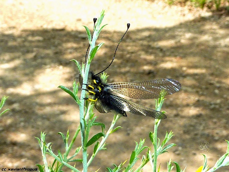 INSECTES: ALTRES INSECTES