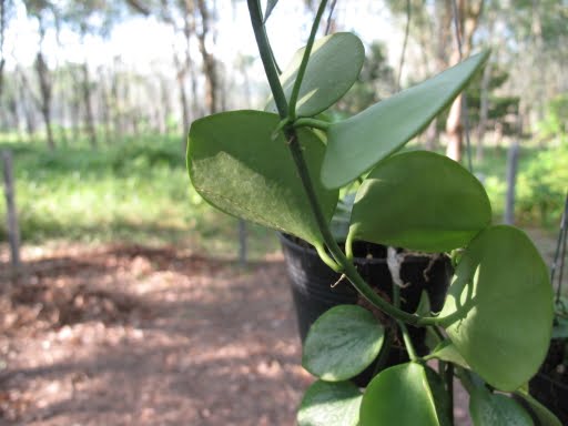 Hoya la !: Hoya biakensis and Hoya sp IR 26