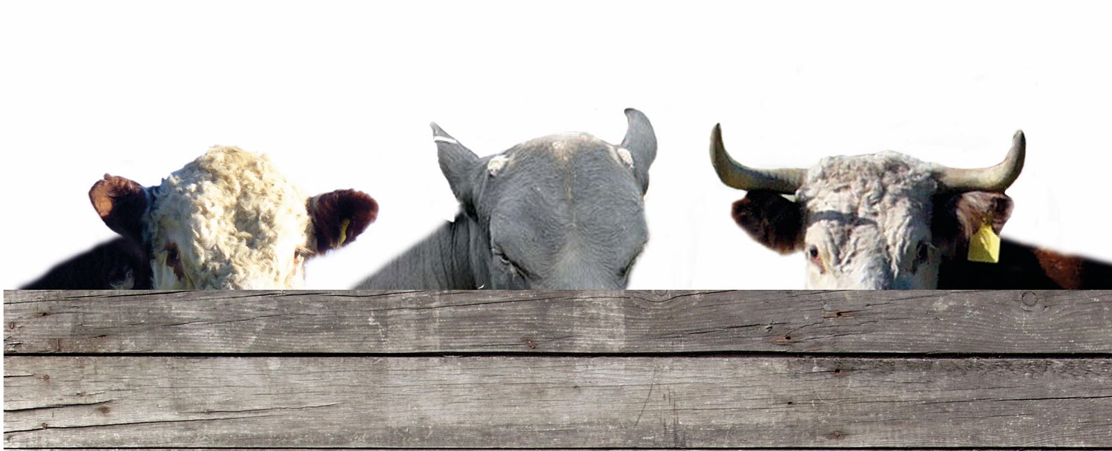 Indianhead Polled Hereford Association: The Science of Horned-Polled ...