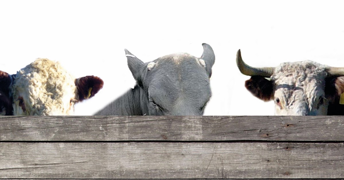 Indianhead Polled Hereford Association: The Science of Horned-Polled ...