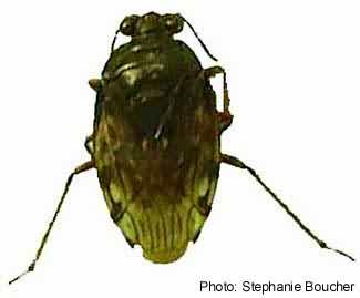 Variety of Life: Leptopodomorpha