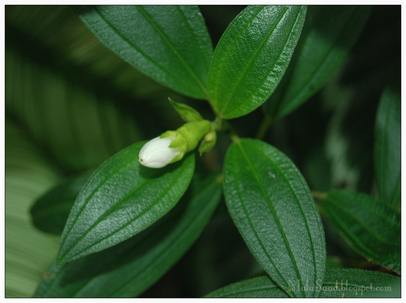 My Green Eye's: Senduduk Putih & Senduduk Biru.