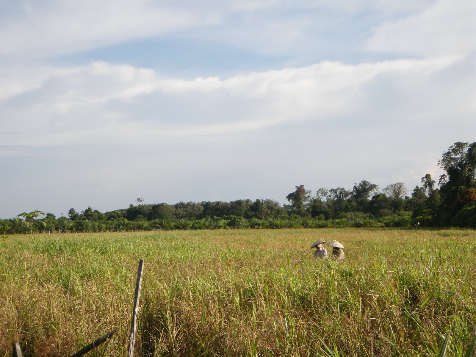 Ula: Musim menuai padi di kampung saya