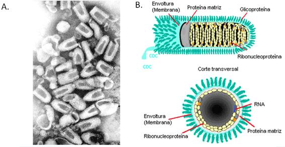 Blog de Arinda: 28 DE SETIEMBRE DÍA MUNDIAL CONTRA LA RABIA