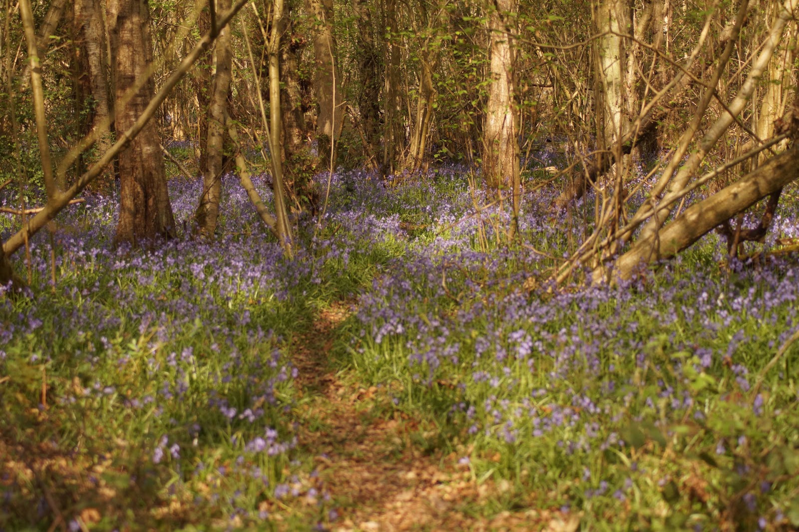 Glorious Foxley Wood - Sophie in the Sticks